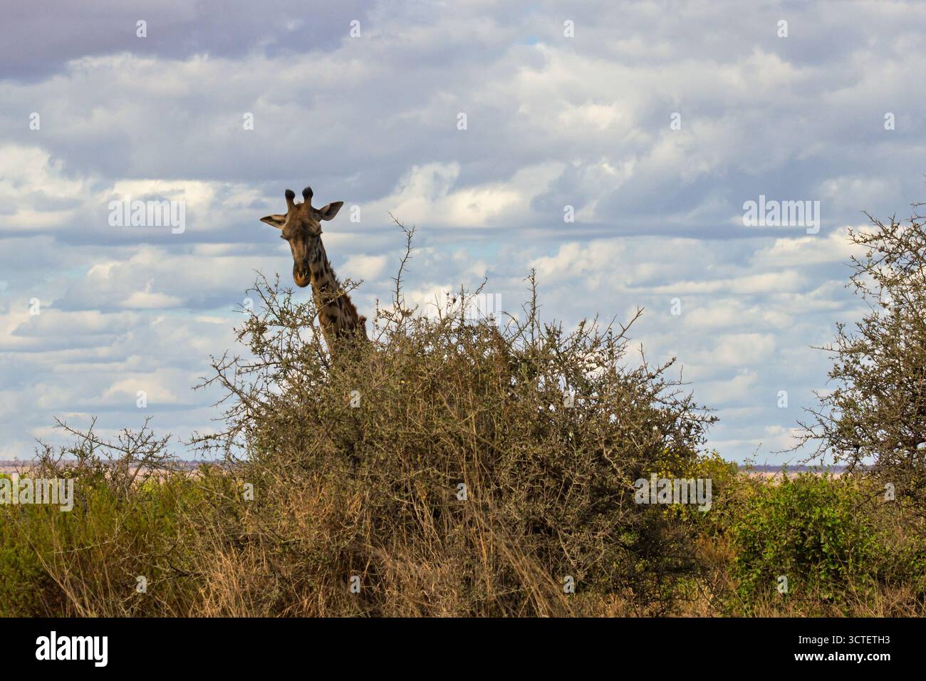 A giraffe peeks over a bush in Kenya's Amboseli National Park ...