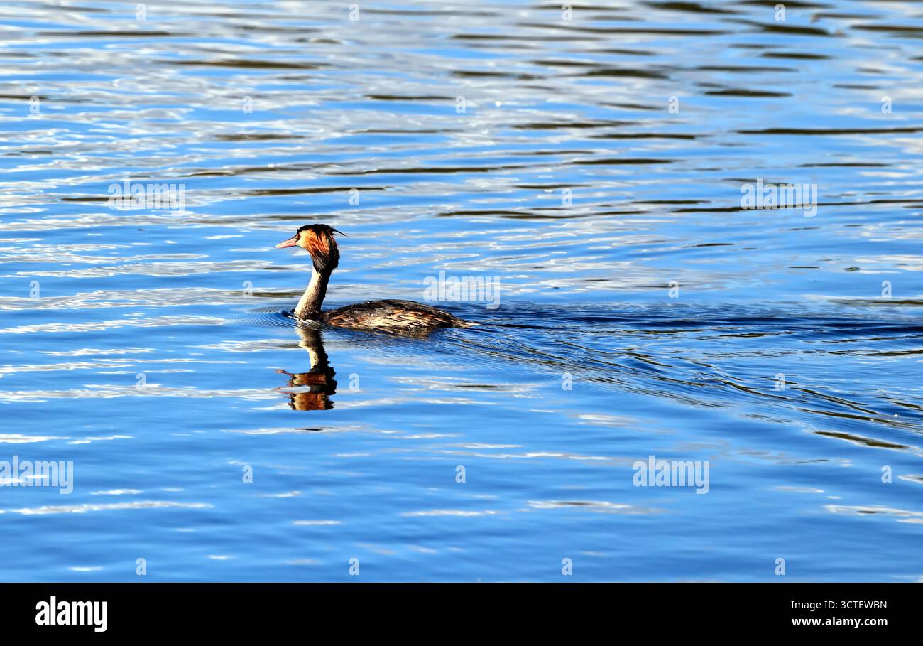 Great crested grebe - podiceps cristatus - at Cosmeston Lakes and ...