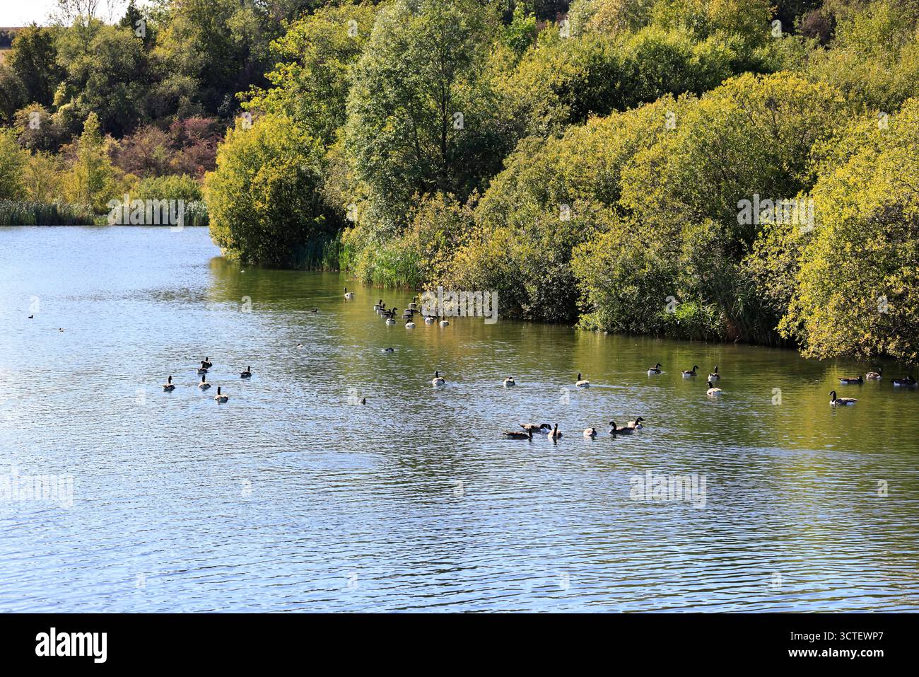 Water birds at Cosmeston Lakes and Country Park, Penarth, Cardiff ...