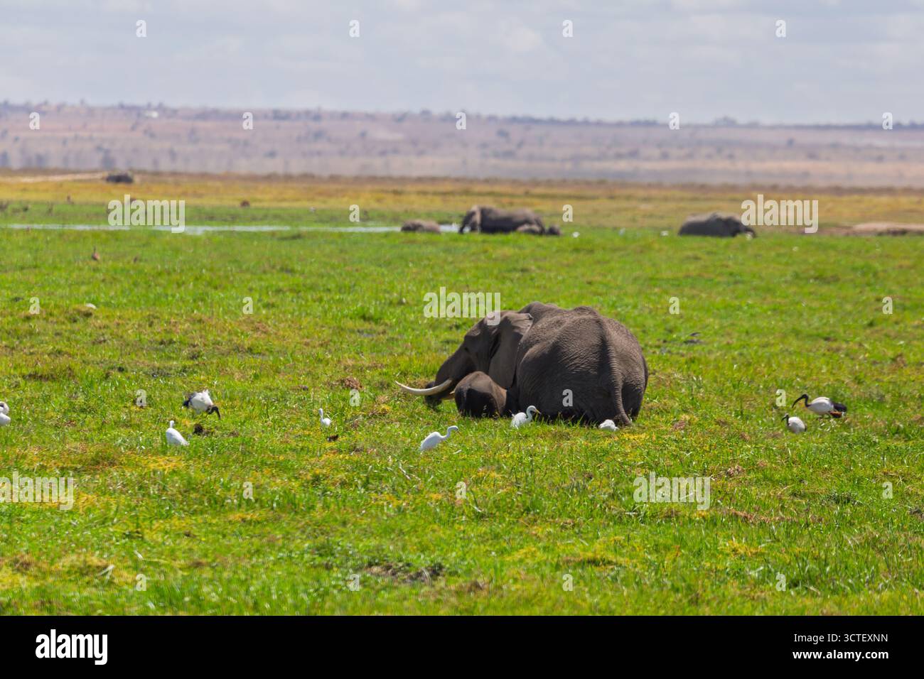 An elephant and its calf rest in Amboseli National Park, Kenya ...