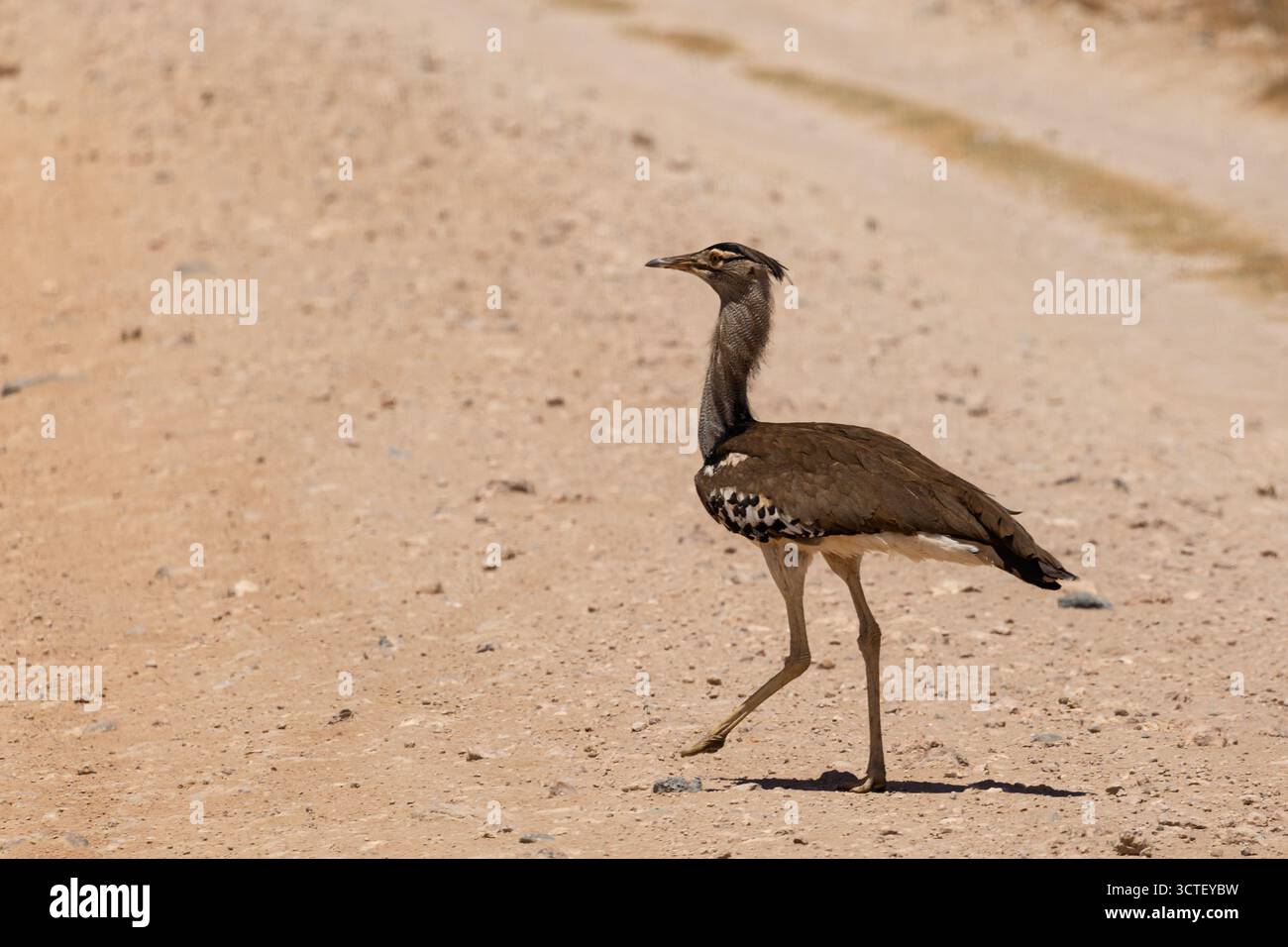 A Kori Bustard struts across a dirt road in Kenya's Amboseli National ...