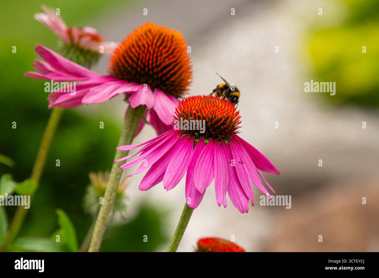 Honey bee on lens hi-res stock photography and images - Alamy