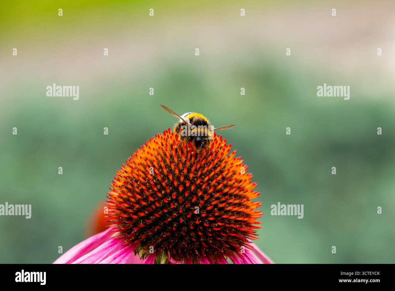 Honey bee on lens hi-res stock photography and images - Alamy
