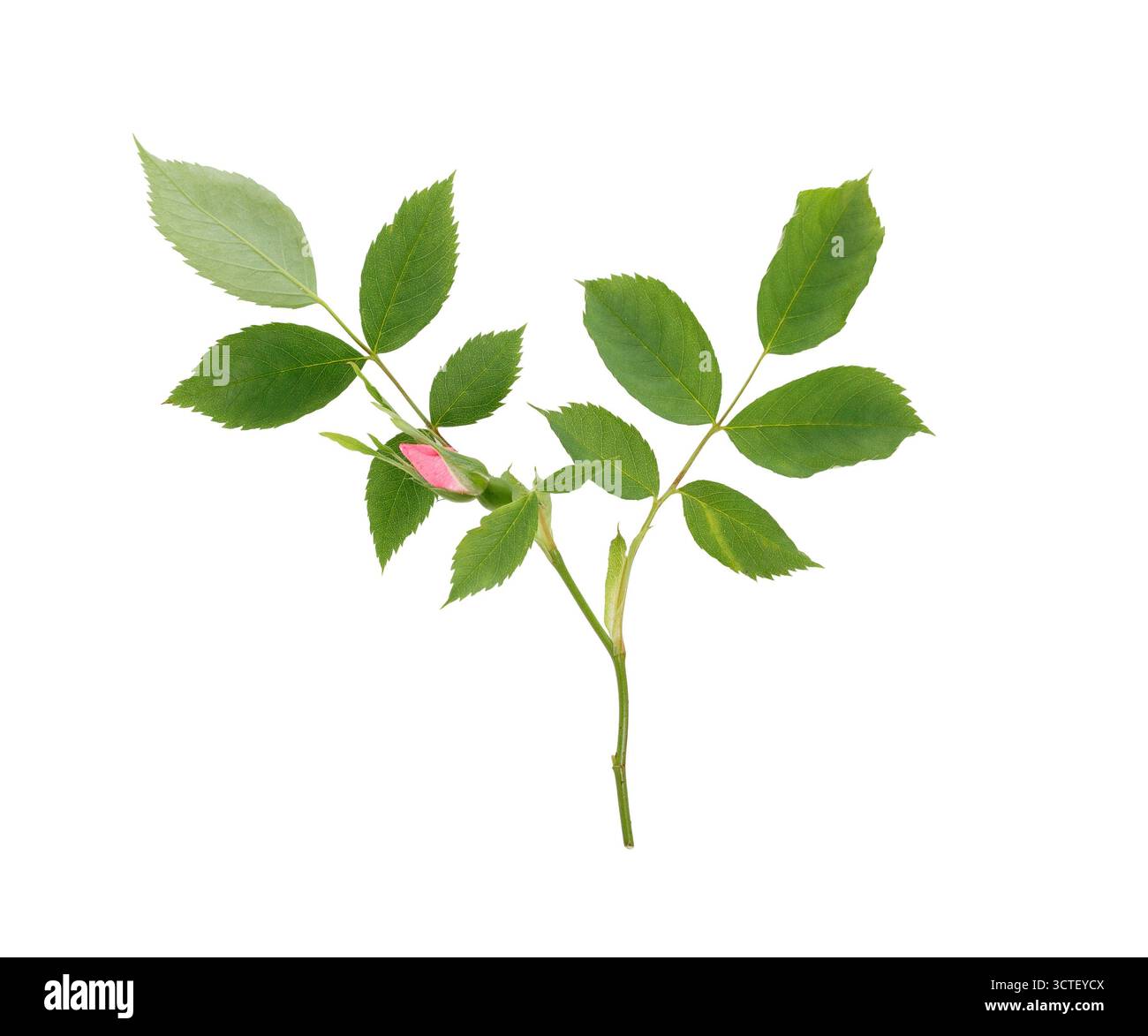 Rosehip branch with green leaves and pink bud isolated, cut out object ...
