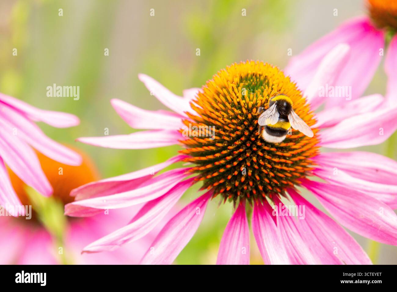 Honey bee on lens hi-res stock photography and images - Alamy