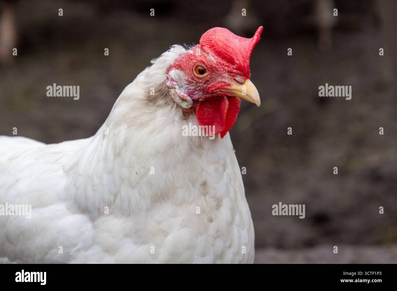 White leghorn hen, profile photo from aside Stock Photo - Alamy