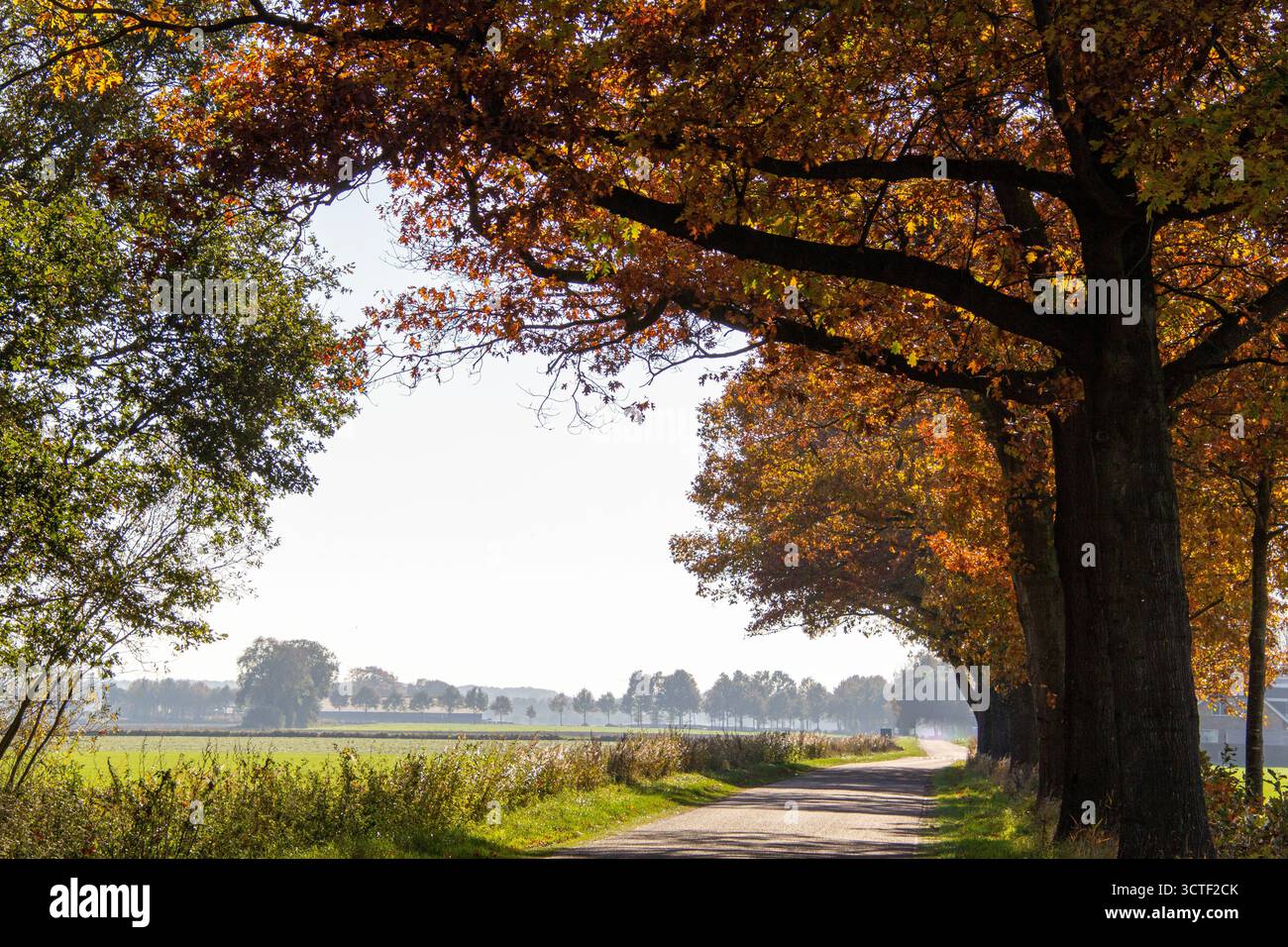 Colorfull trees along the road in Markelo, Twente. Autumn landscape in ...