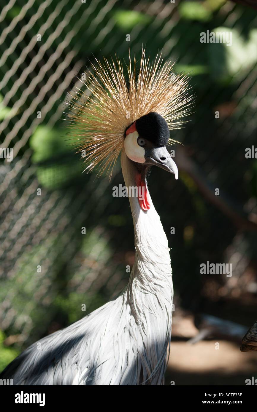 View of a majestic grey crowned crane flaunting its golden, spiky crown ...