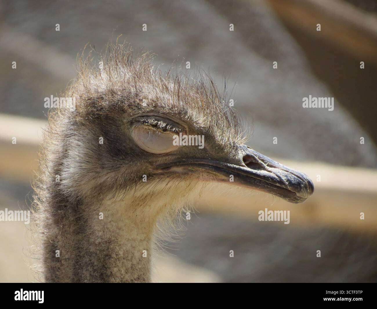 A close-up shot of an ostrich showcasing its unique features and ...