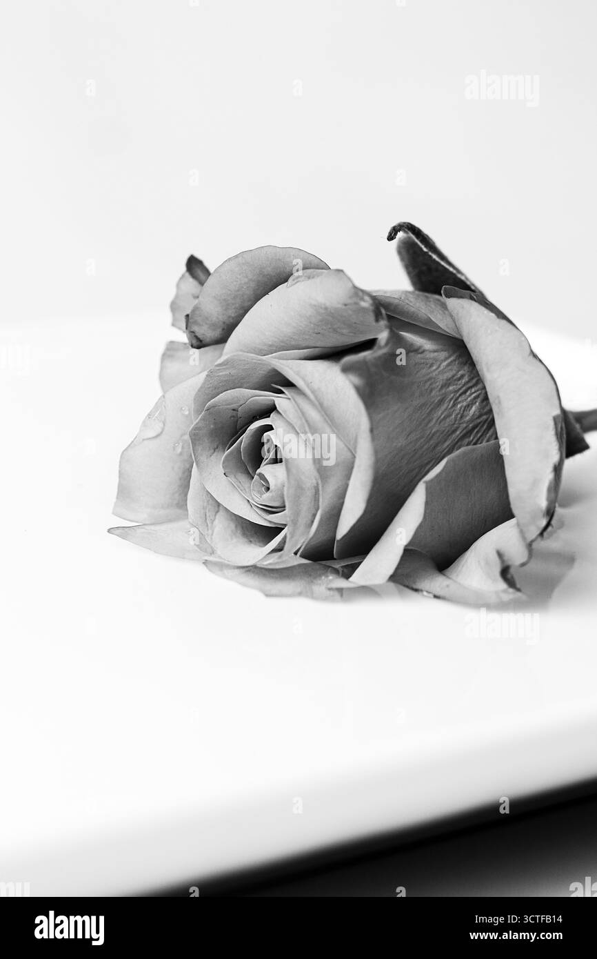 Universal beauty Black and White Stock Photos & Images - Alamy