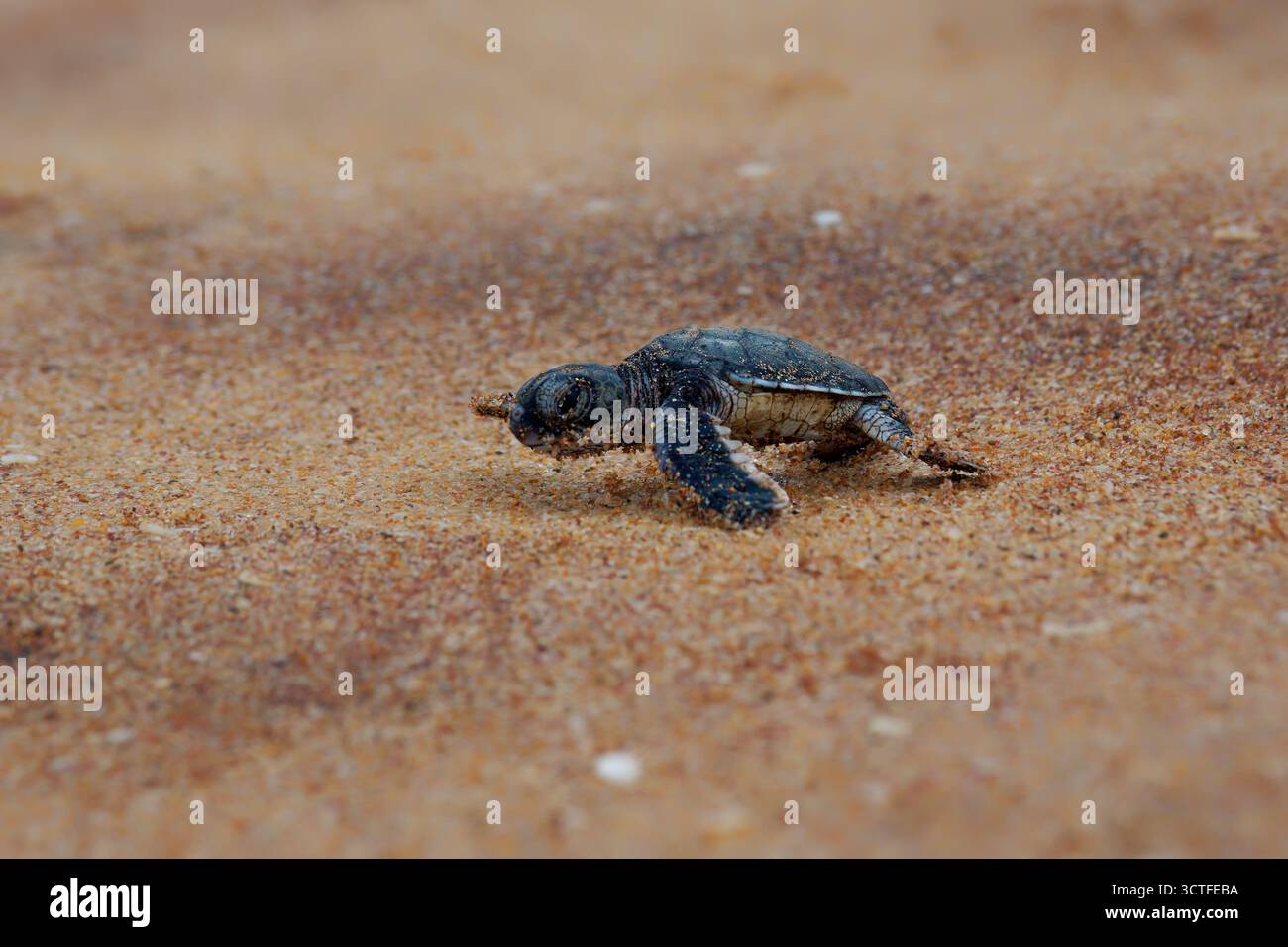 Australia turtle hatch hi-res stock photography and images - Alamy