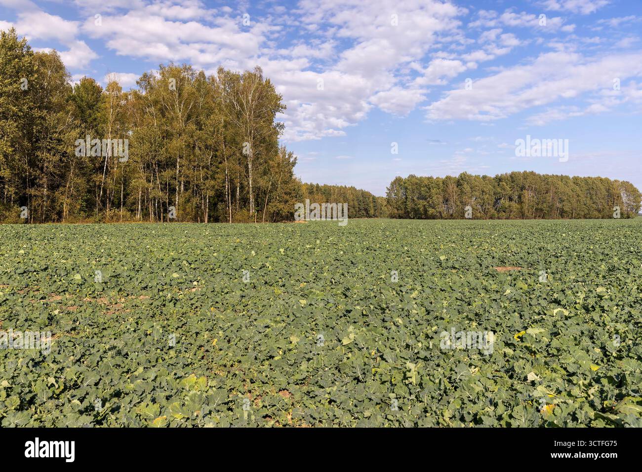 green shoots of cabbage and other plants to ensure the improvement and ...