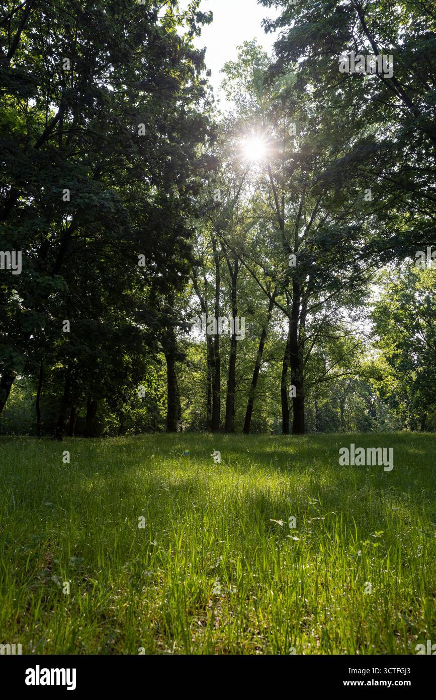 beautiful bright foliage of maples in the park in sunny weather in the ...