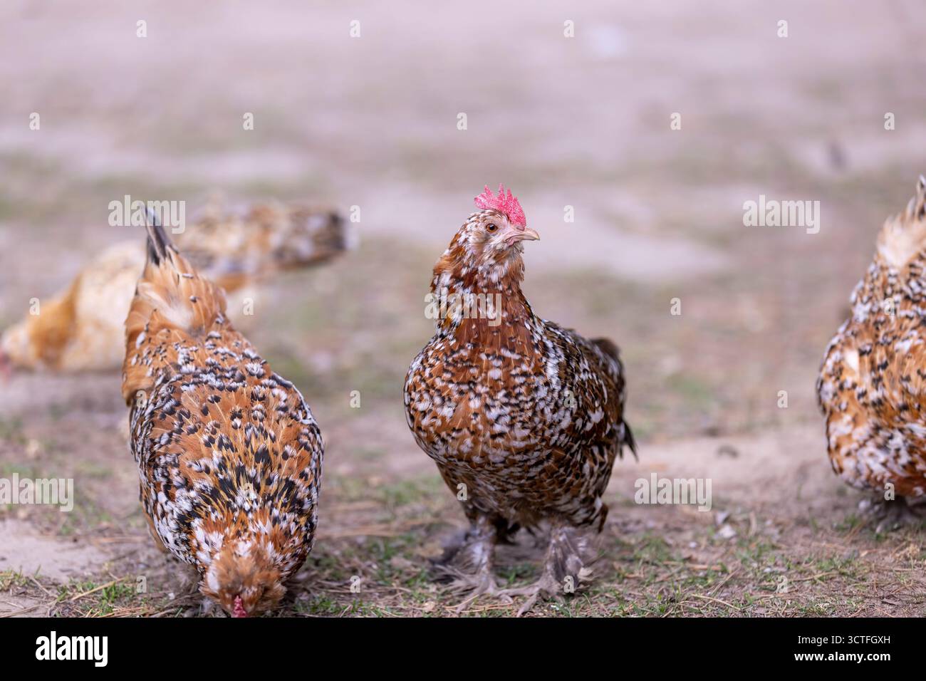 small young chickens with plumage on the territory of the park ...