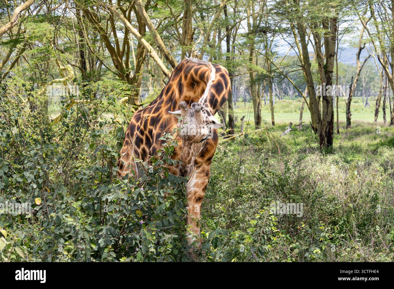 A nubian giraffe, Giraffa camelopardalis, feeding on thick green ...