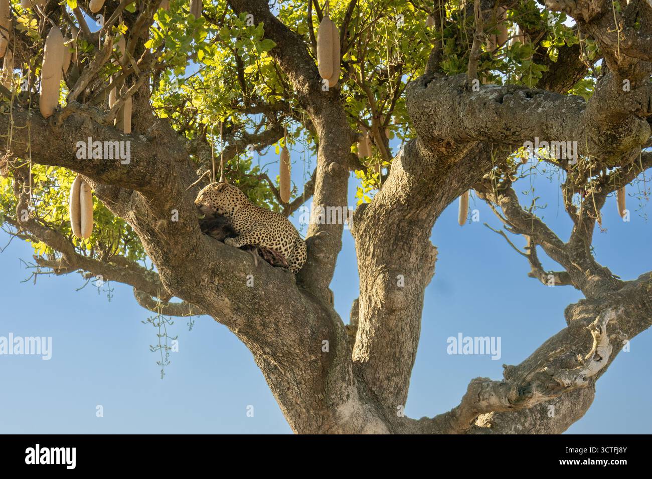 An African leopard (Panthera pardus) feeding on the remains of a cached ...
