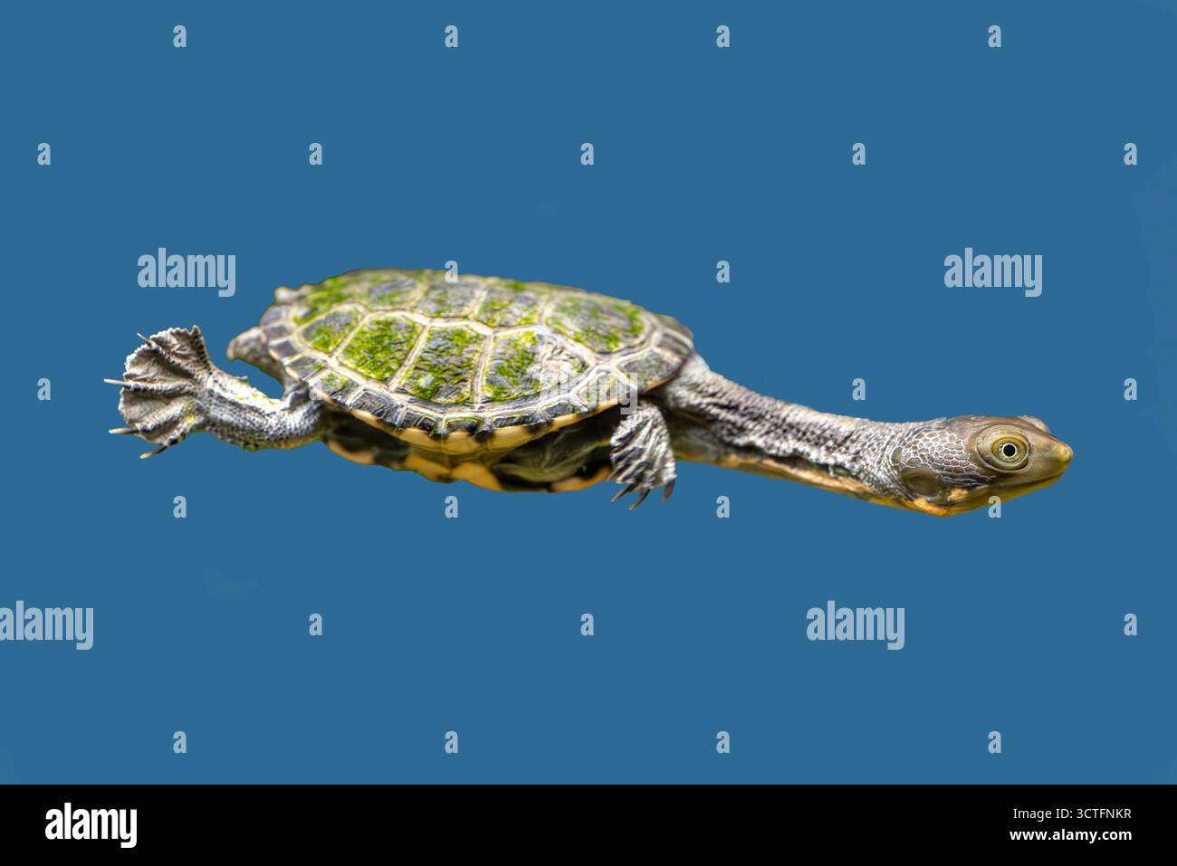 Eastern long necked turtle swimming hi-res stock photography and images ...
