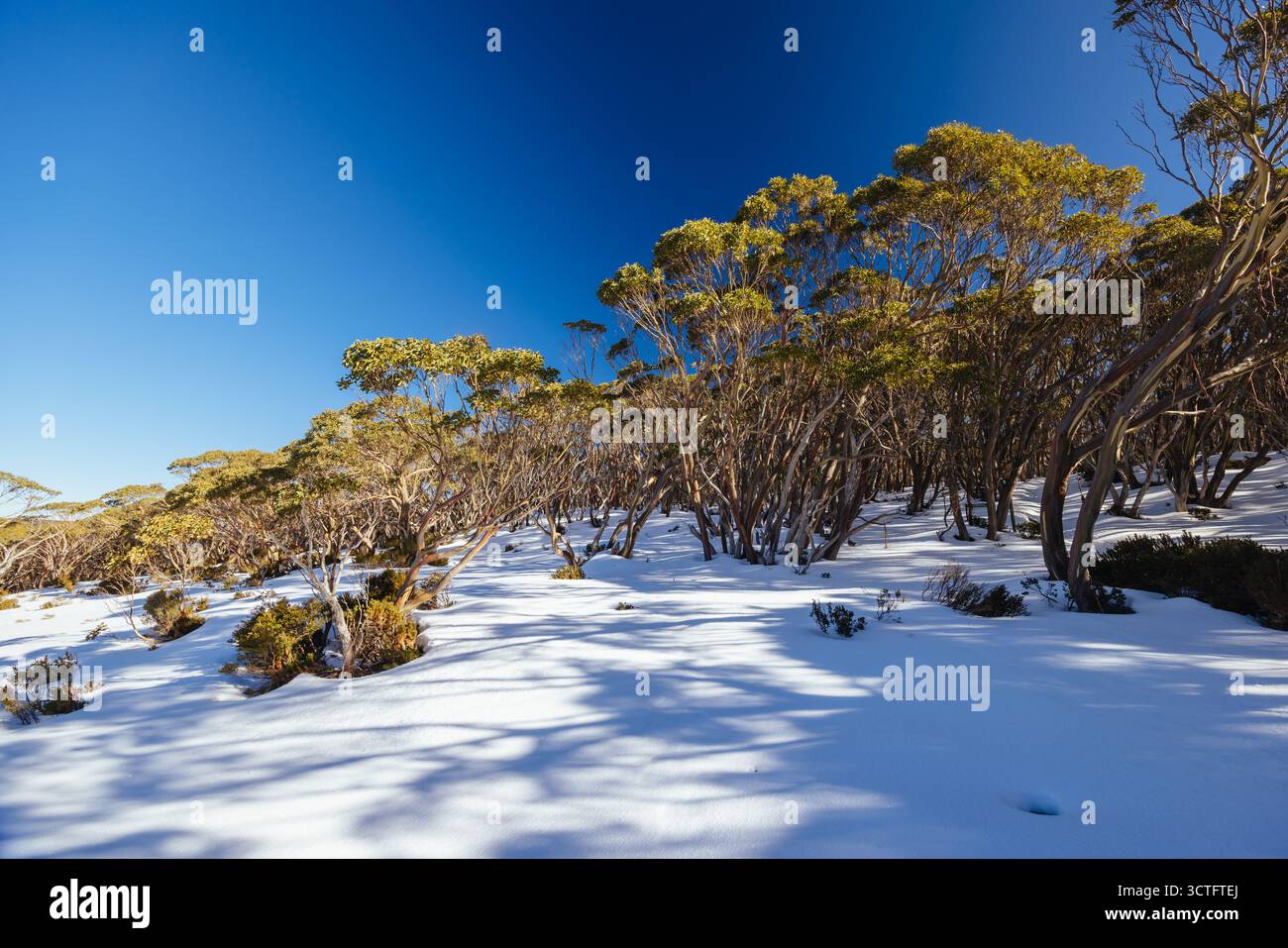 Snow landscape amongst surrounding snow gum trees on a warm clear ...