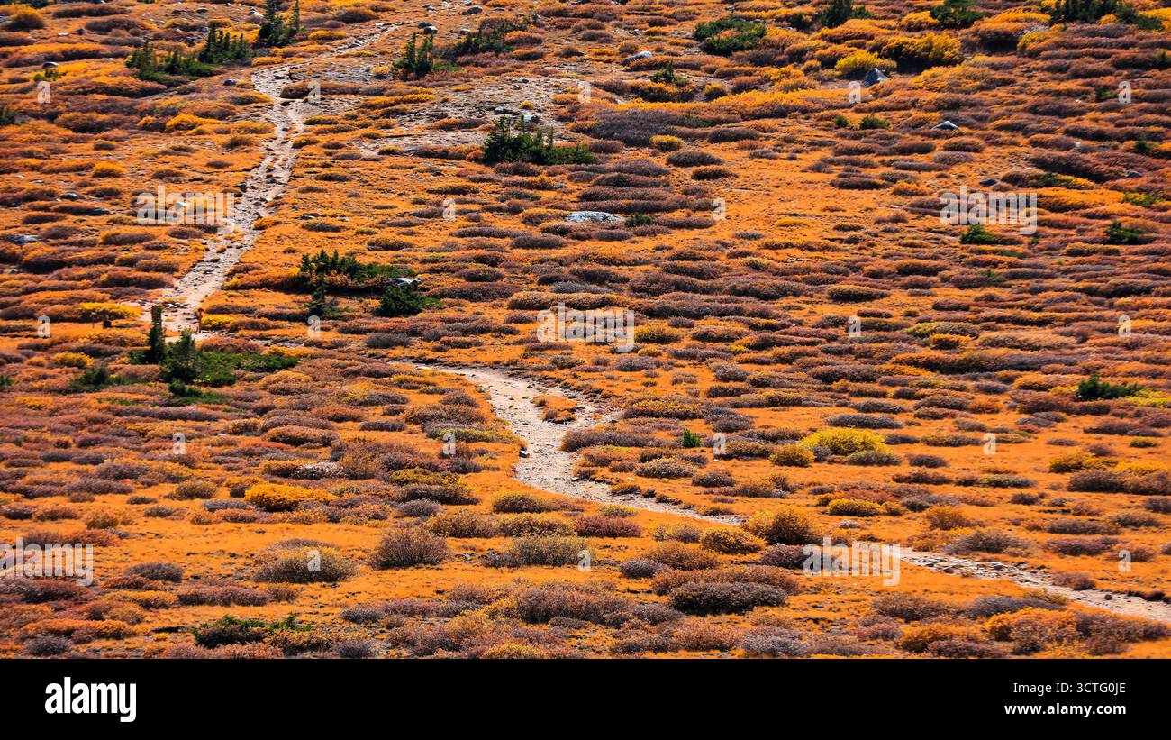 Walking trail in Geneva basin landscape in Colorado at Guanella Pass ...