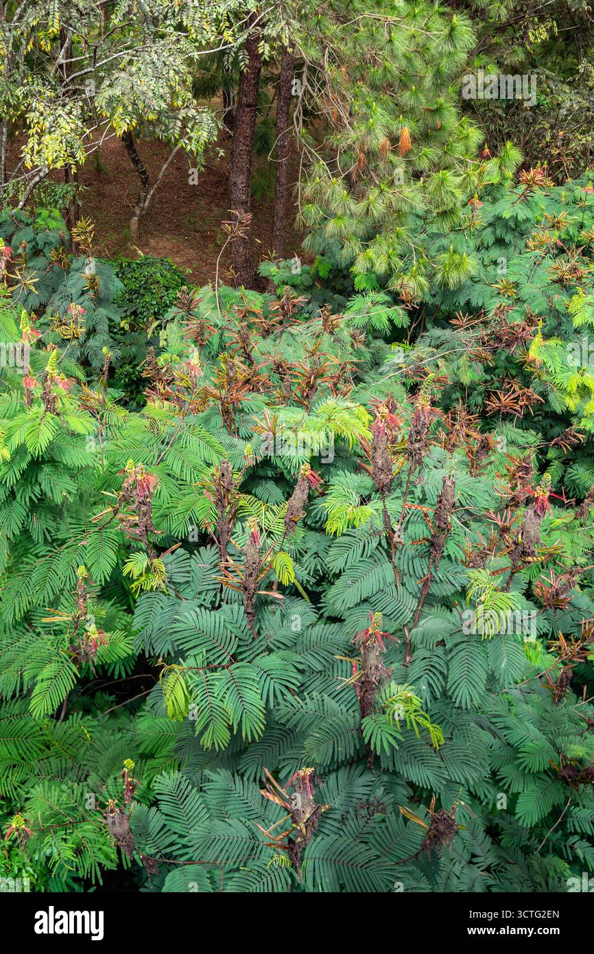 species of flowering plants of the genus Calliandra in the family ...