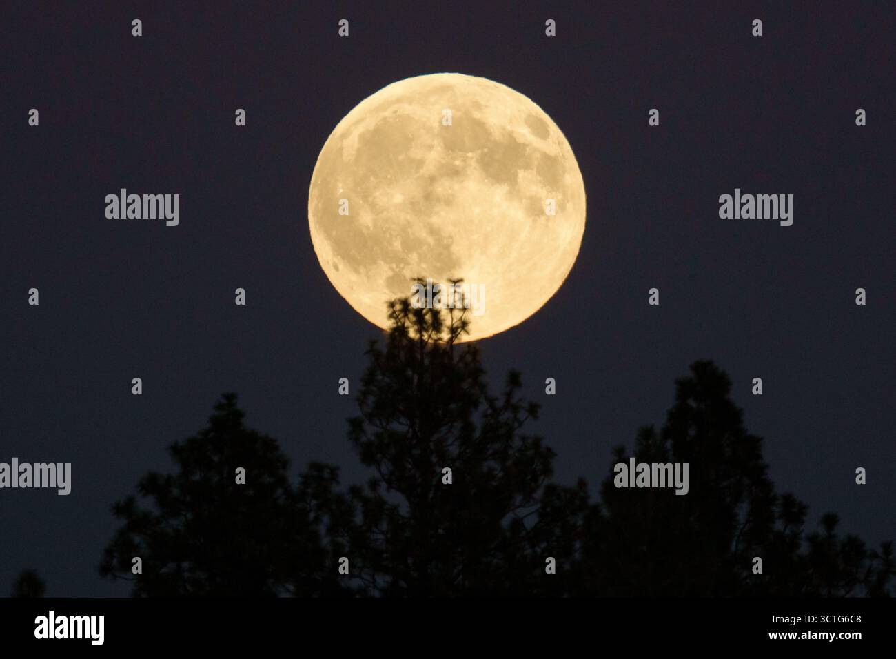 The full harvest super moon rises above trees near Moscow Mountain ...