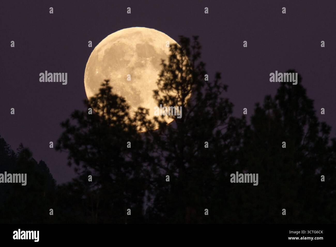 The full harvest super moon rises above trees near Moscow Mountain ...