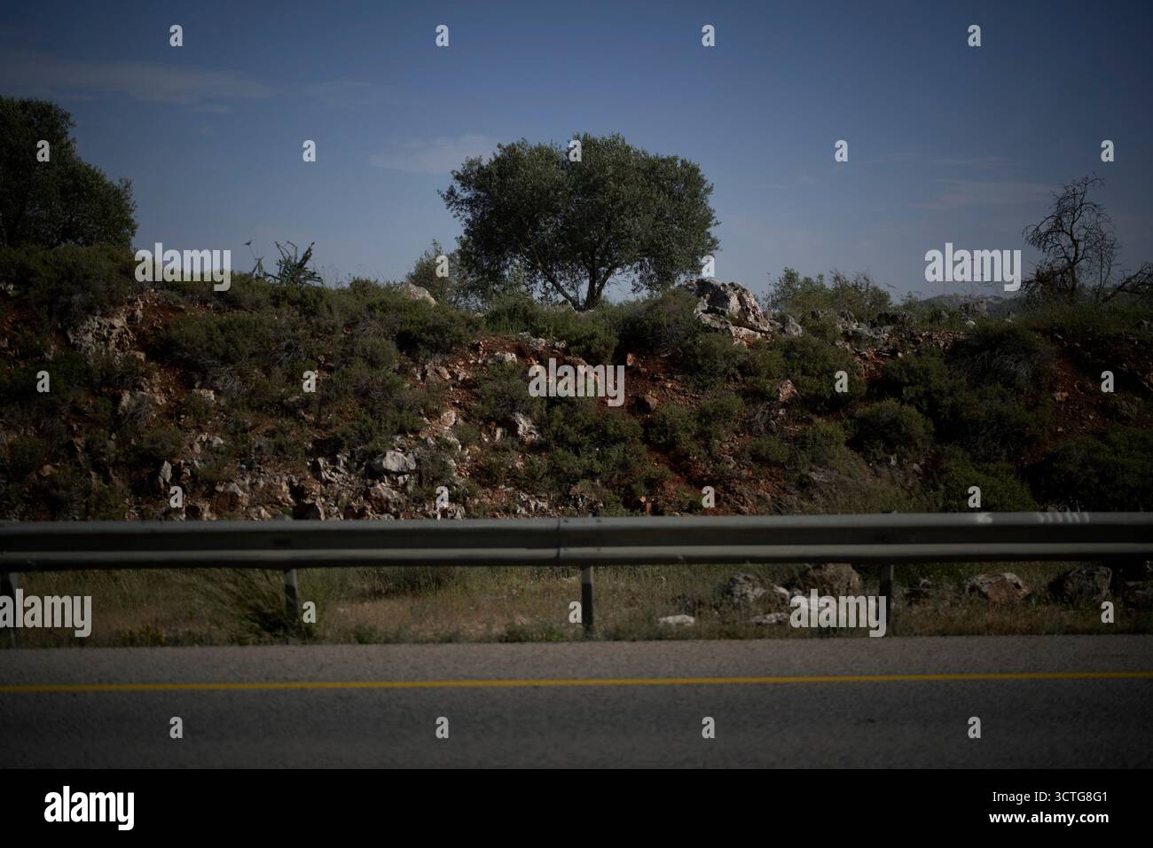 A tree stands along Highway 60 on April 22, 2025, near the spot where ...