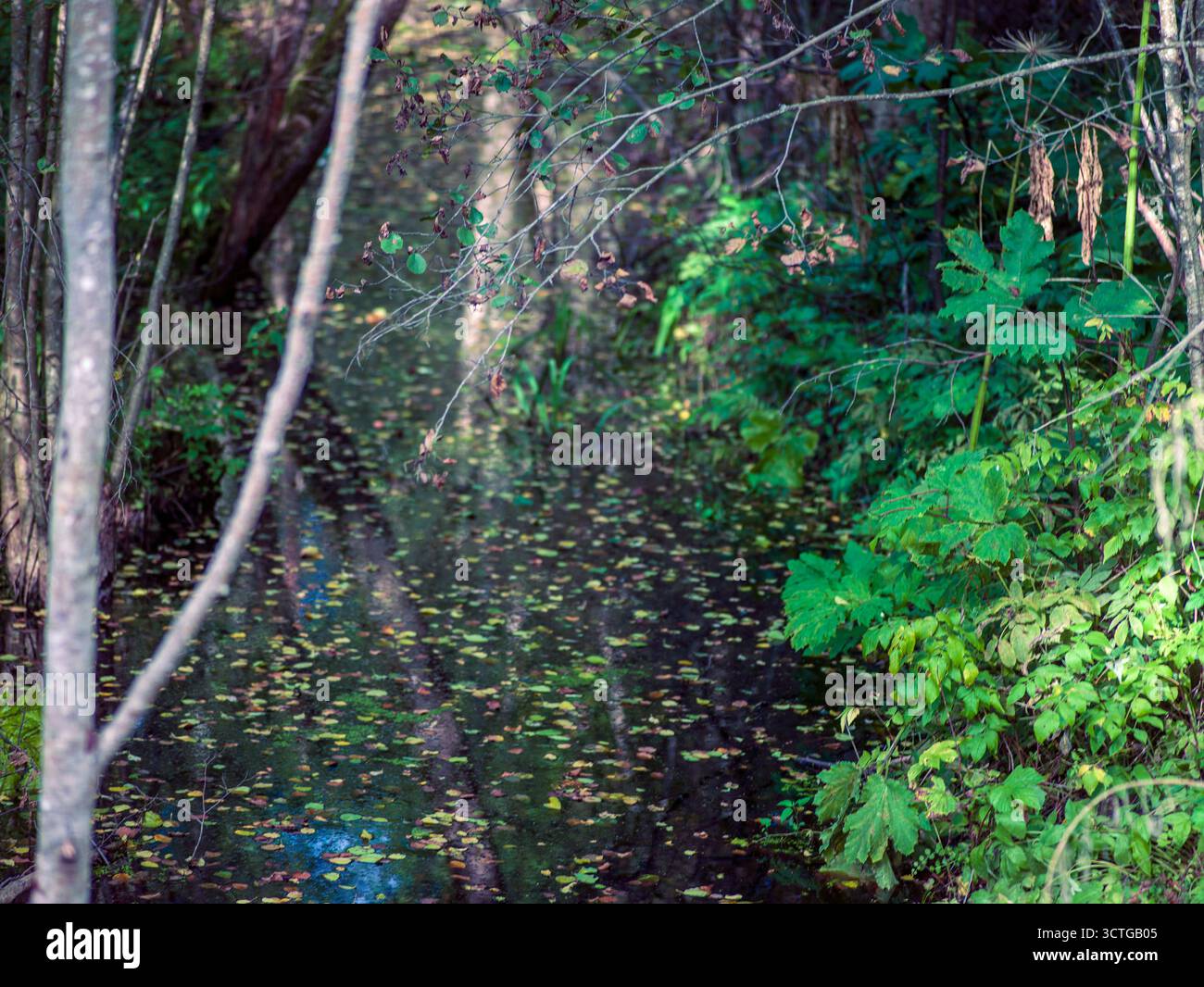 Slow water in swamp forest hi-res stock photography and images - Alamy