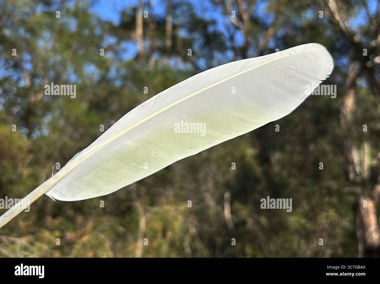 Lane cove national park sydney smartphone stock photos and images - Alamy