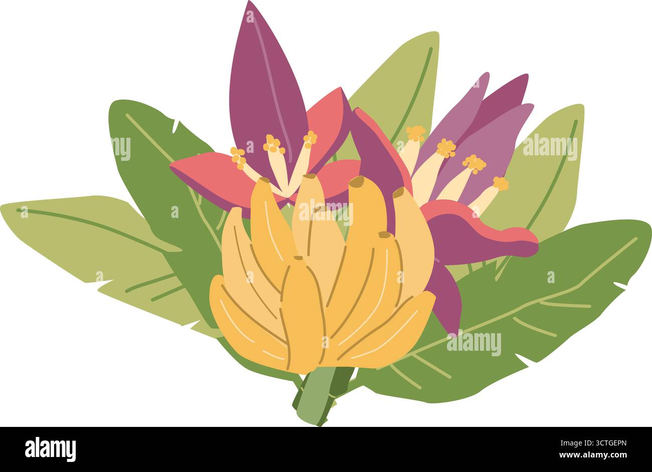 Banana leaf vibrant Stock Vector Images - Alamy