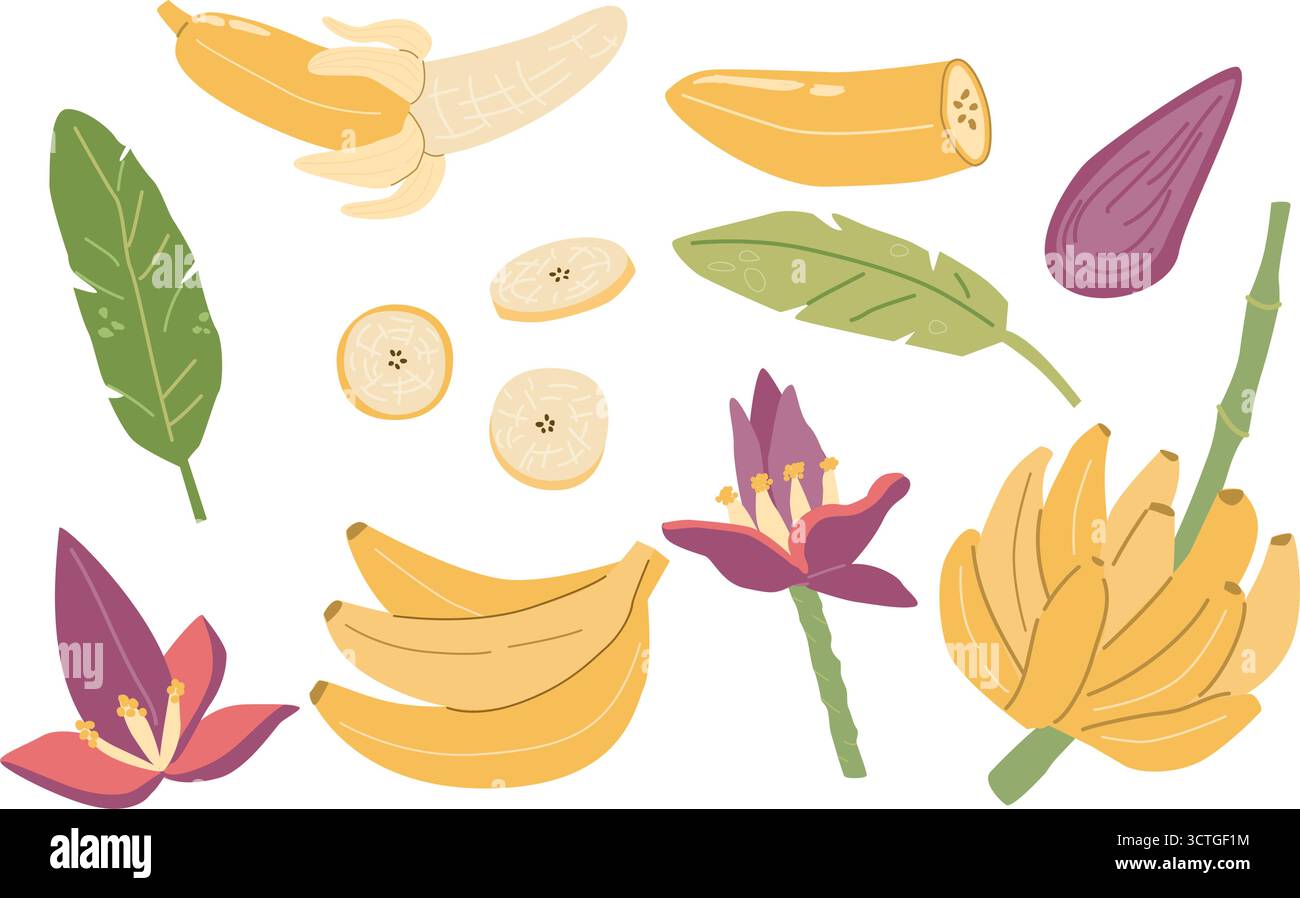Varieties of banana Stock Vector Images - Alamy