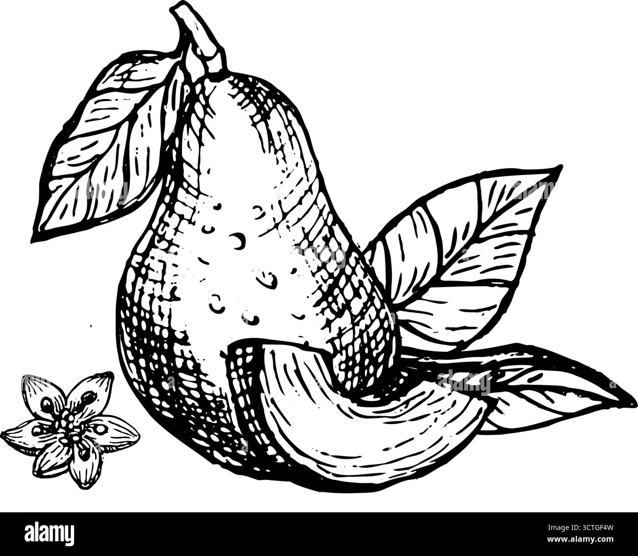 Avocado flower fruit Stock Vector Images - Alamy