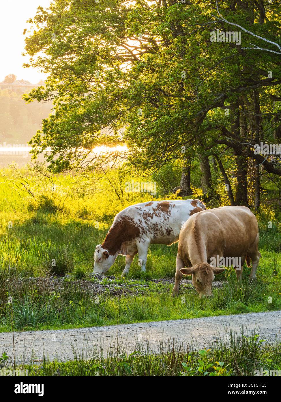 Cows calmly grazing on meadow hi-res stock photography and images - Alamy