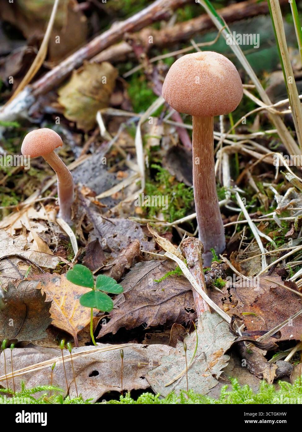 The Common Woodland Fungus, Laccaria laccata, also known as the ...