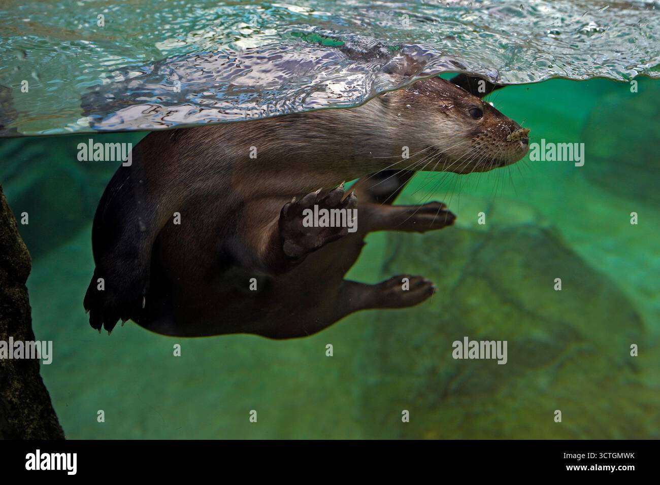 A river otter plays in the water in their tank at the Mote Science ...