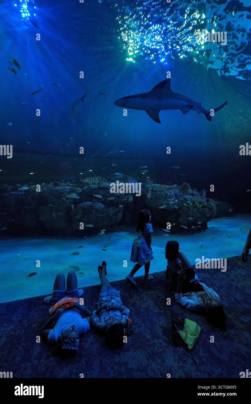 Children lay on the floor as they watch fish swim in a 400,000 gallon ...