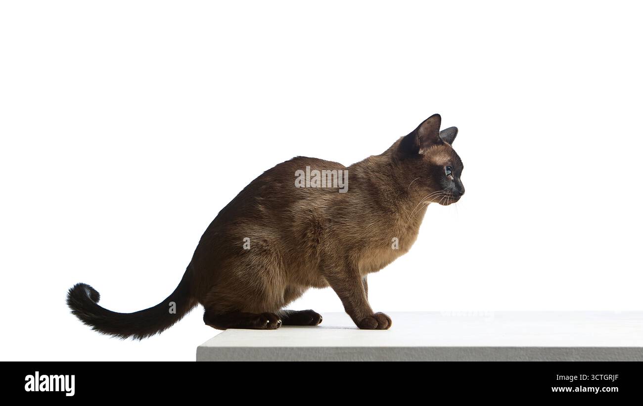 Burmese cat crouching with focused gaze on white background Stock Photo ...