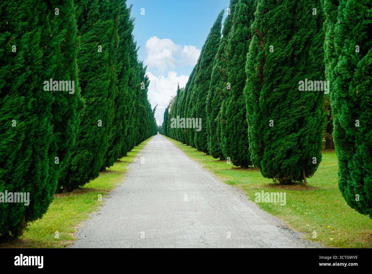 Cypress trees along path hi-res stock photography and images - Alamy