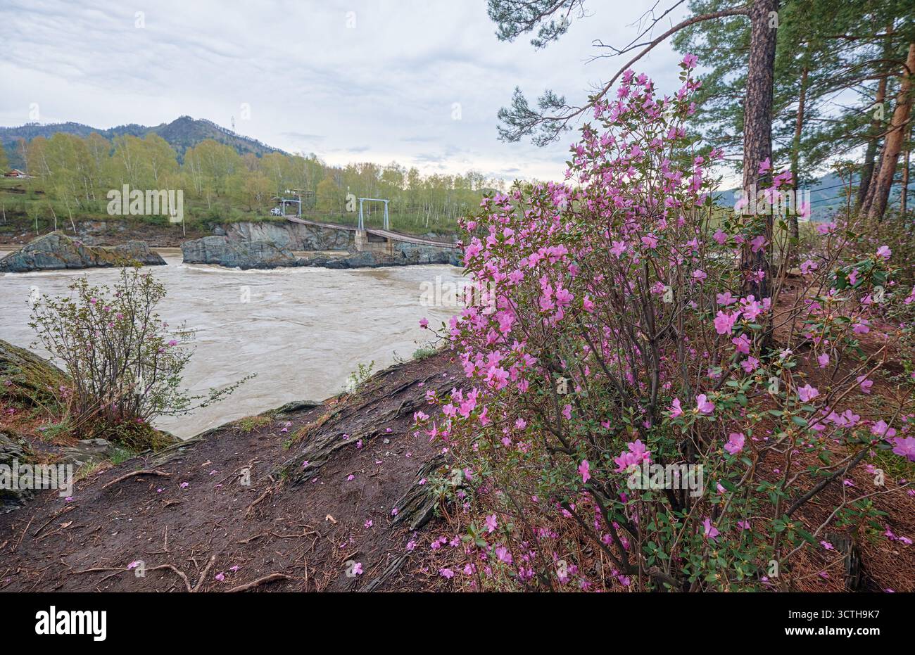 Rhododendron dauricum bushes with flowers (popular names bagulnik ...