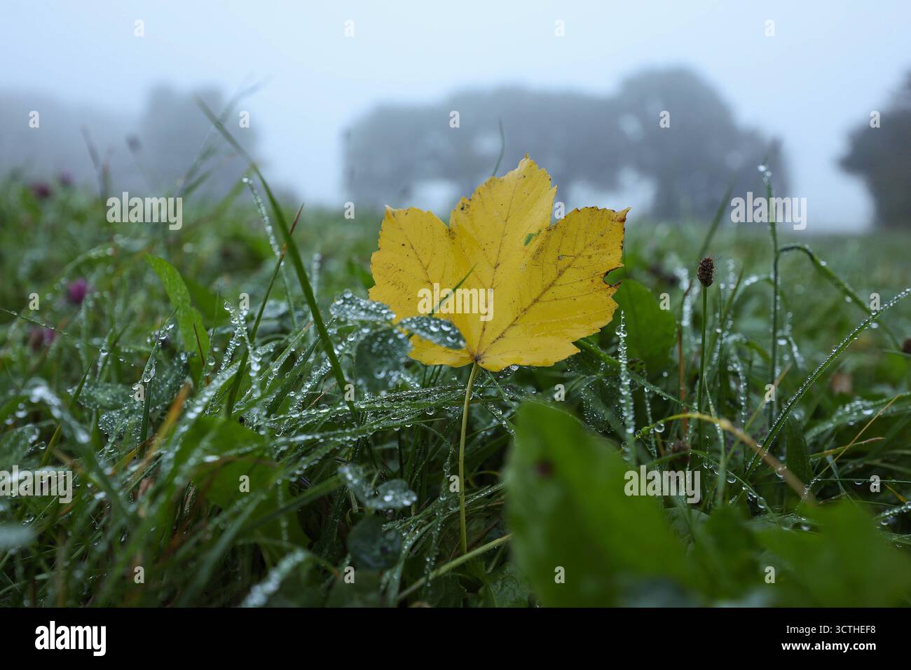 Herbst im Siegerland. Tristes Herbstwetter. Ein Herbstblatt liegt auf ...