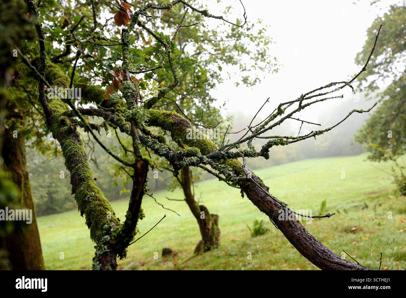 Herbst im Siegerland. Tristes Herbstwetter. Baeume Bäume stehen auf ...