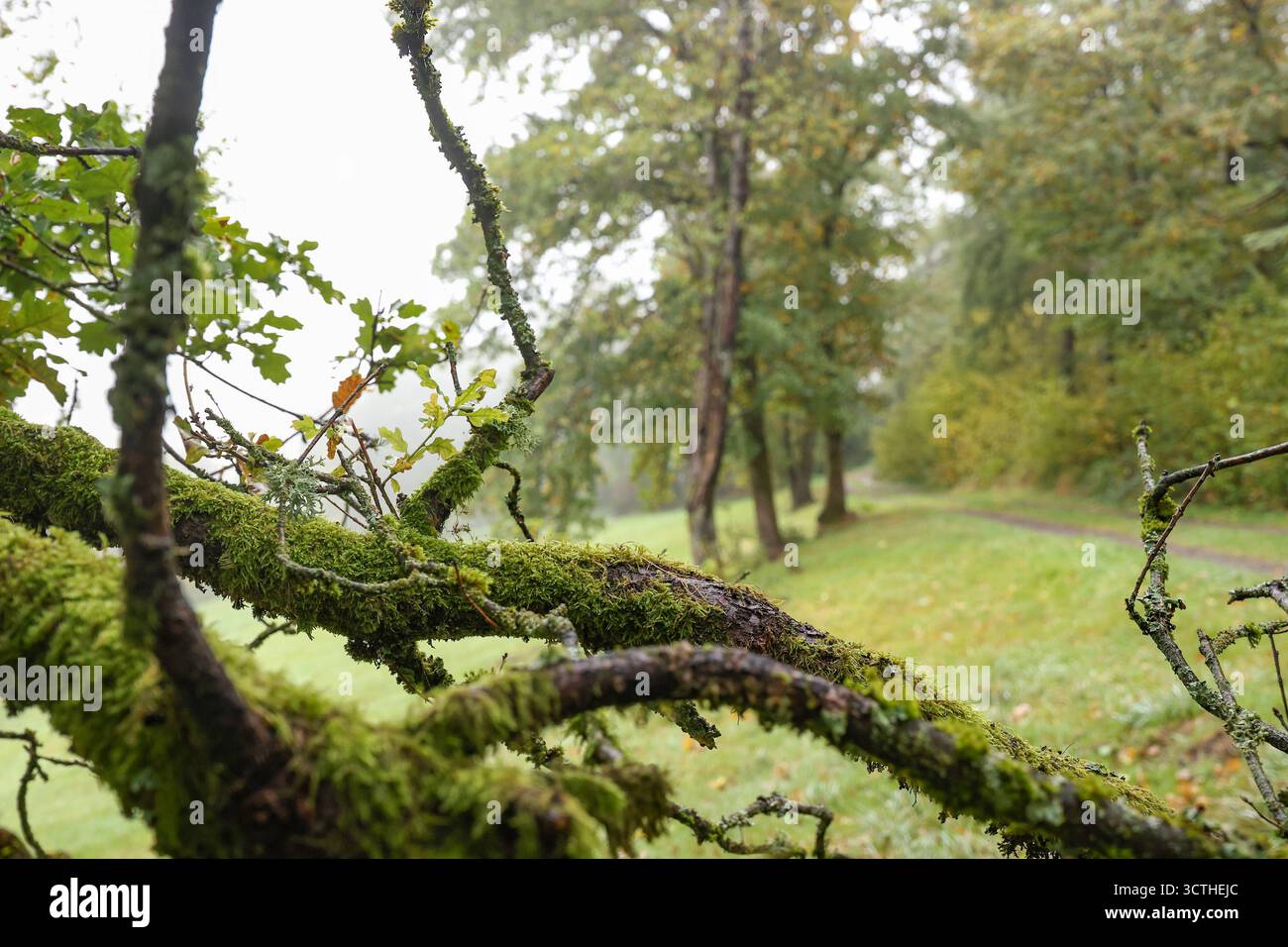 Herbst im Siegerland. Tristes Herbstwetter. Baeume Bäume stehen auf ...