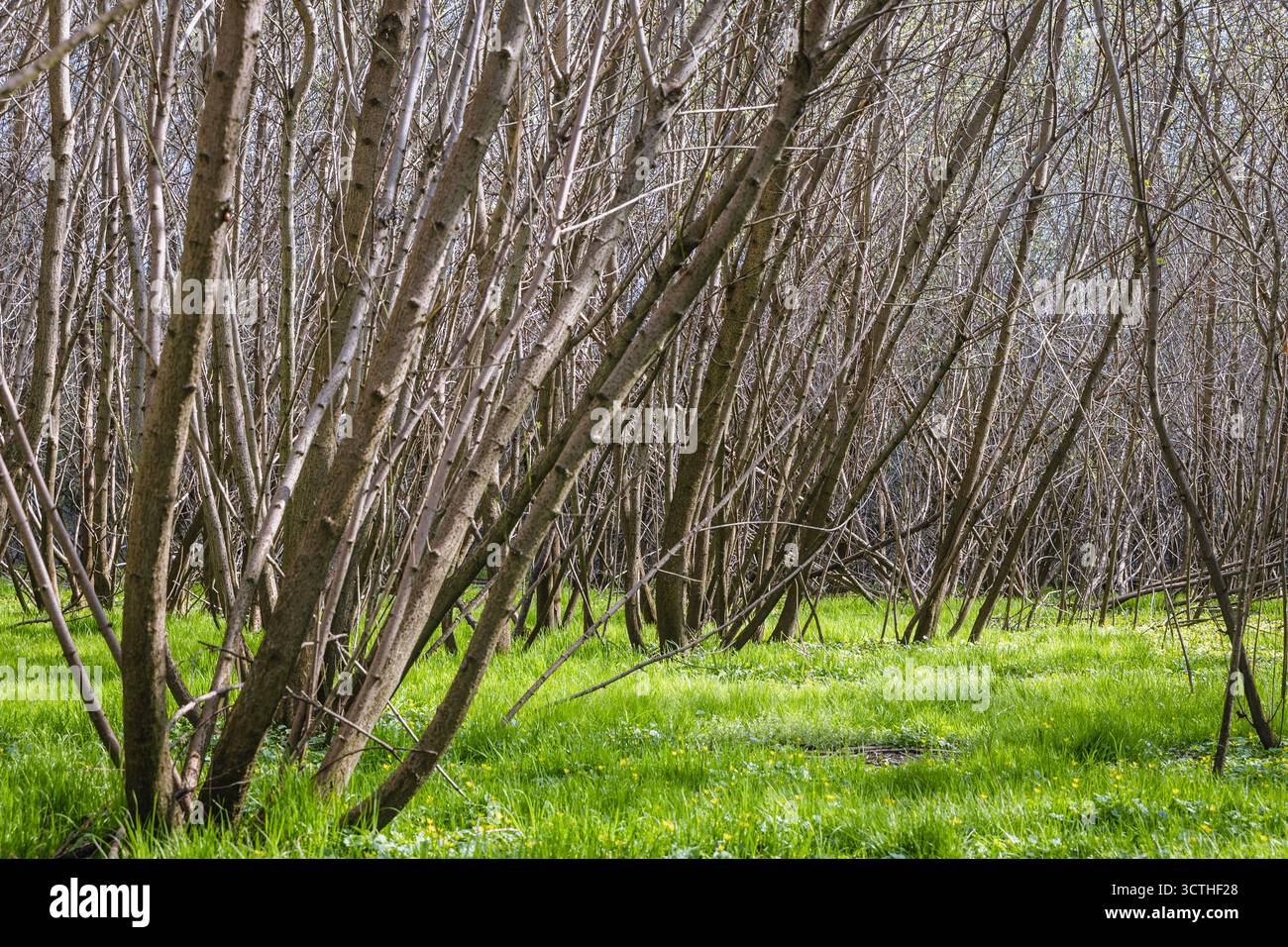 Riparian forest on the bank of River Vistula in Siekierki area of ...