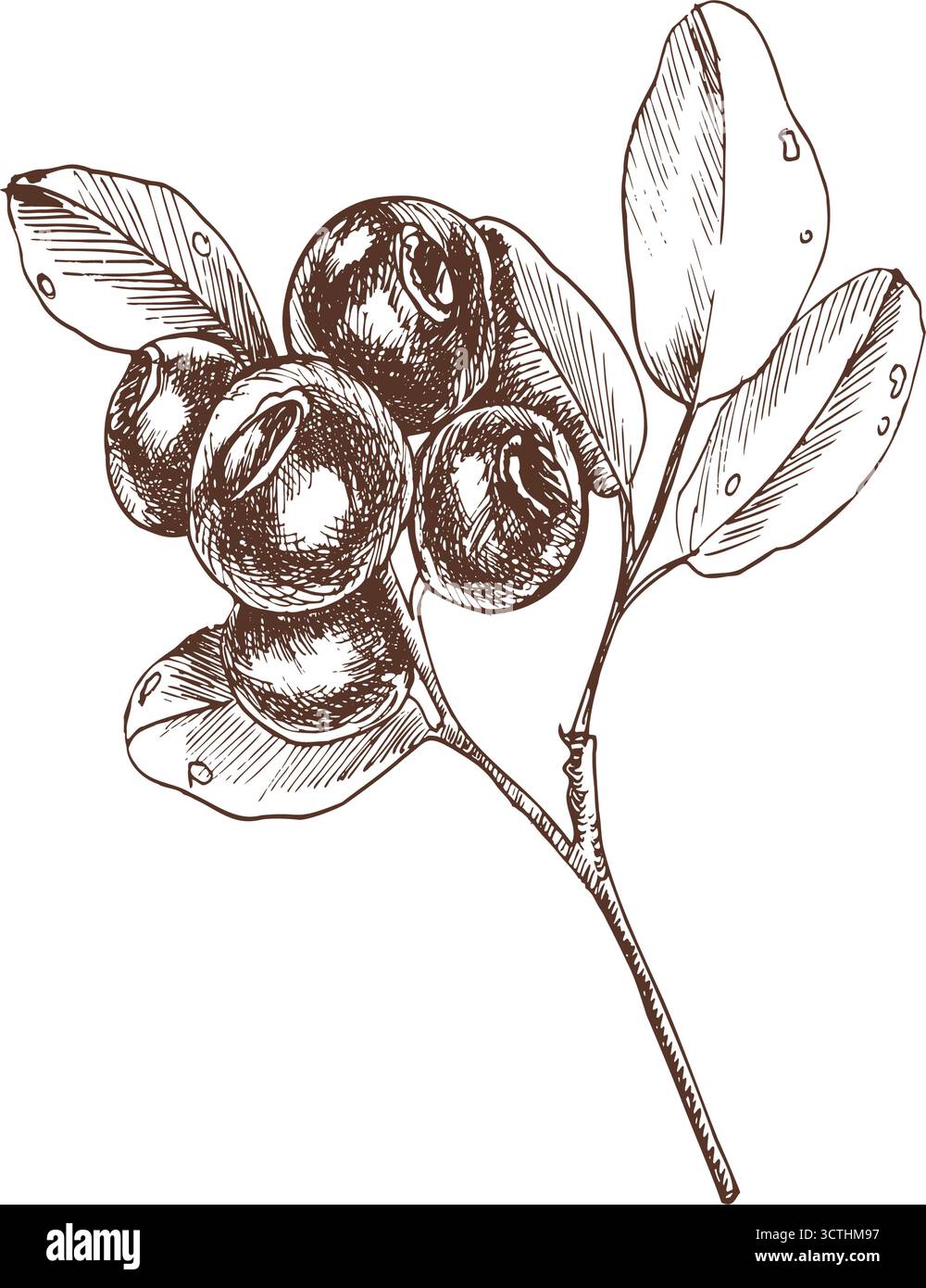 Ink engraved Stock Vector Images - Alamy