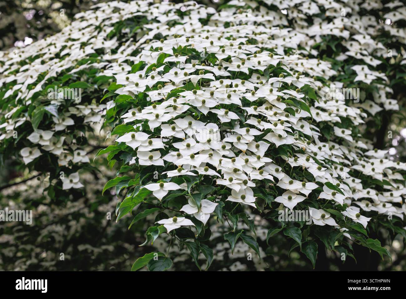 Cornus kousa small deciduous tree in Poland Stock Photo - Alamy