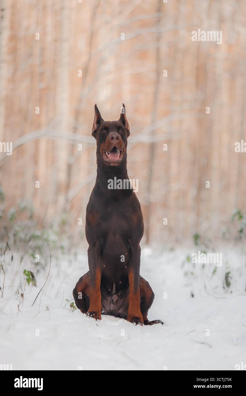 Brown Doberman sitting on snowy forest path outdoors, strong posture ...