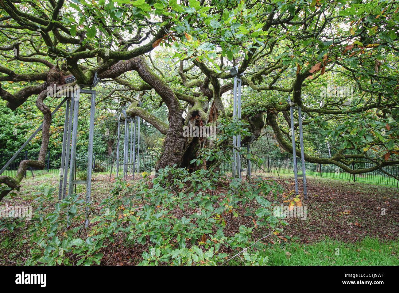 Allerton oak tree hi-res stock photography and images - Alamy