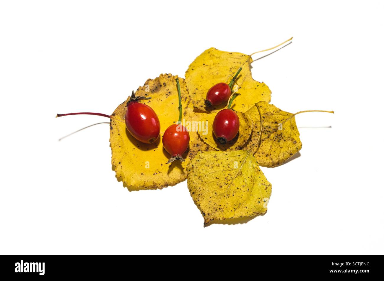 Autumn leaves ripe berries Cut Out Stock Images & Pictures - Alamy