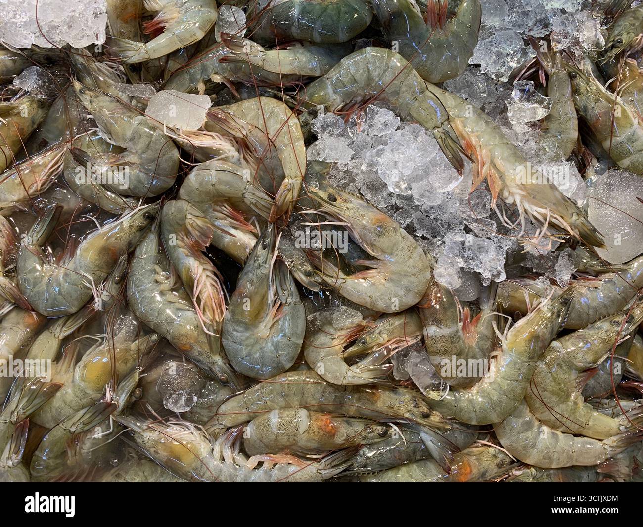 Raw prawns tightly packed on ice reflecting seafood preservation and ...