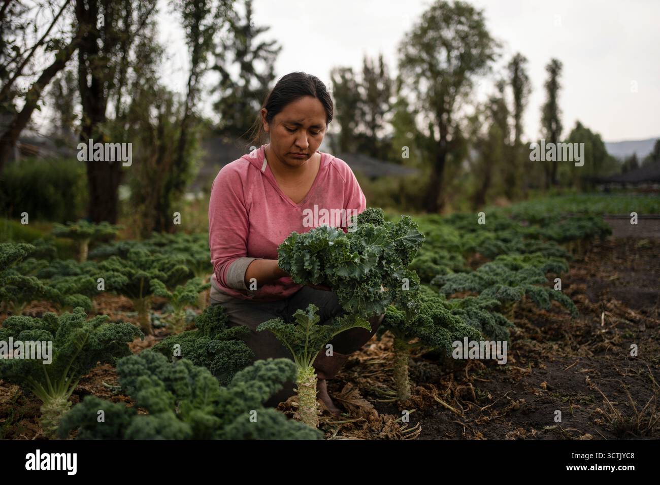 Cassandra Garduño harvests kale in her chinampa, an island farm built ...